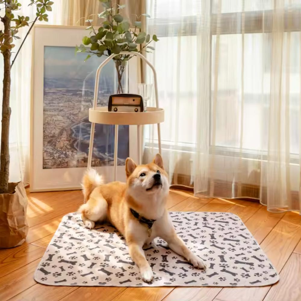 Come insegnare al cane a usare la traversina nel modo giusto – Cucciolo ...