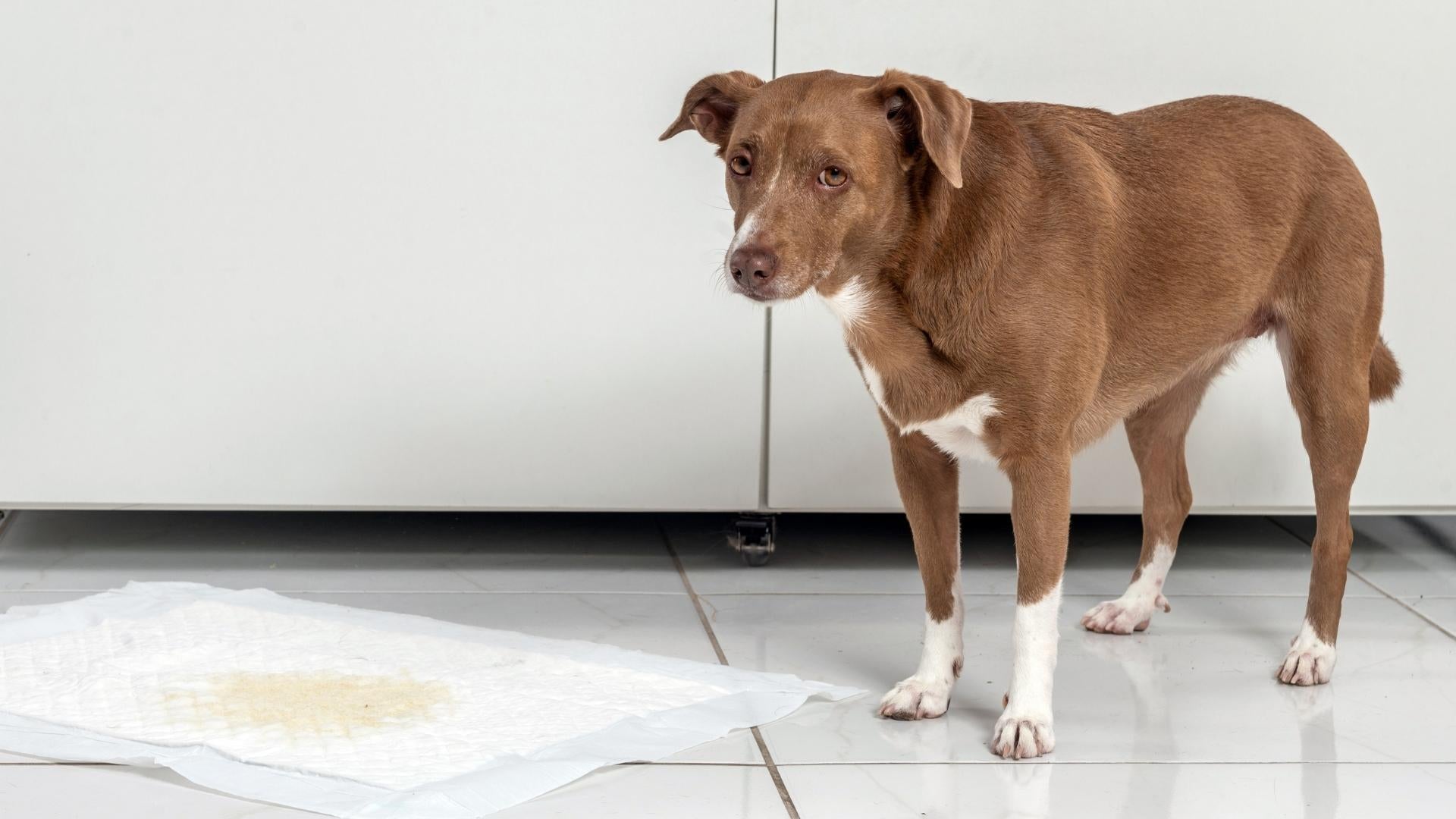 Traversina lavabile o lettiera: differenze e costi - Cucciolo Chic